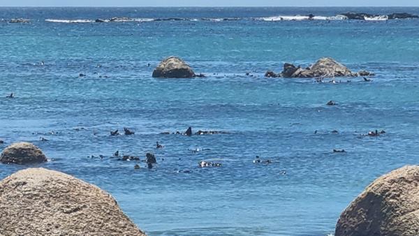 466 m² Land for sale in Steenbergs Cove | T4684553 | Private Property