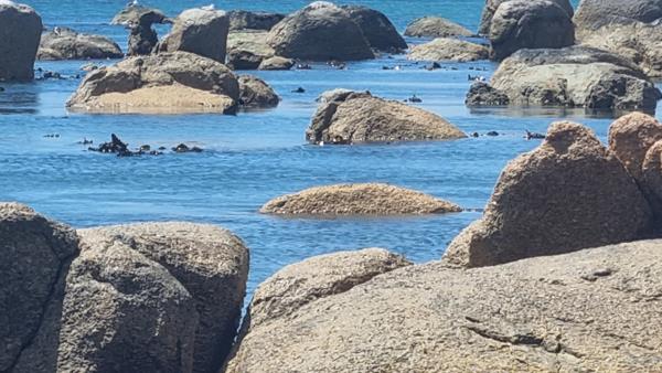 466 m² Land for sale in Steenbergs Cove | T4684553 | Private Property
