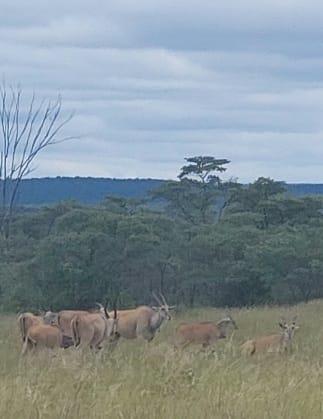 2 ha Land for sale in Vaalwater | T5091468 | Private Property