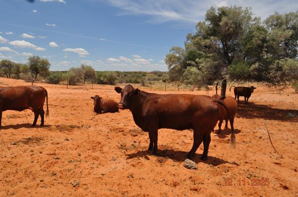 10 408 ha Farm for sale in Upington | T5289252 | Private Property