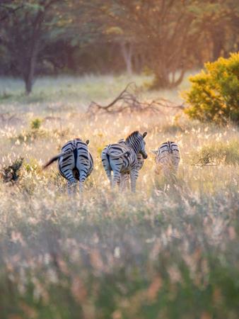 2 ha Land for sale in Vaalwater | T5336112 | Private Property